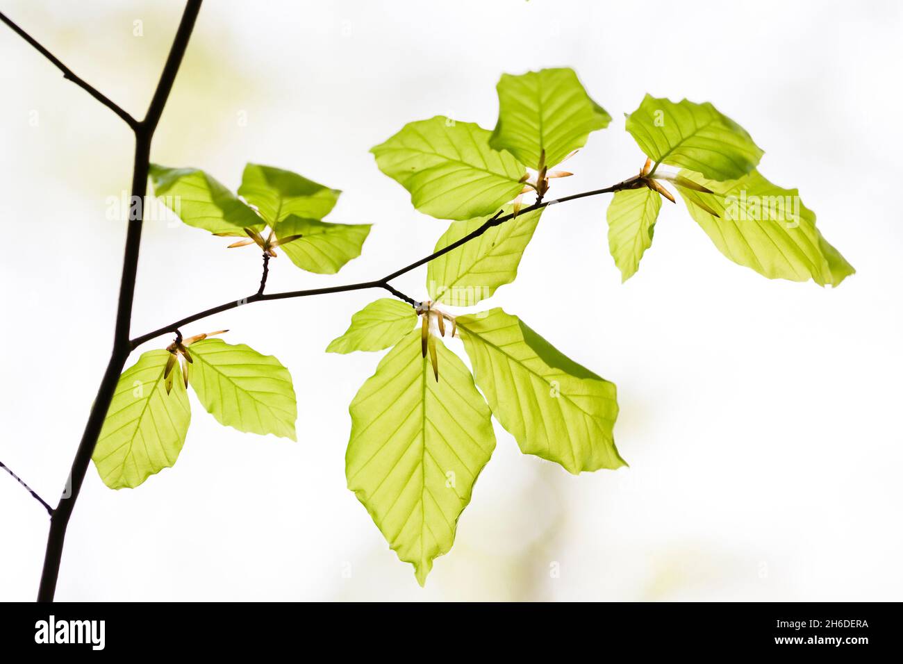 common beech (Fagus sylvatica), twig with young leaves in spring, Tree ...