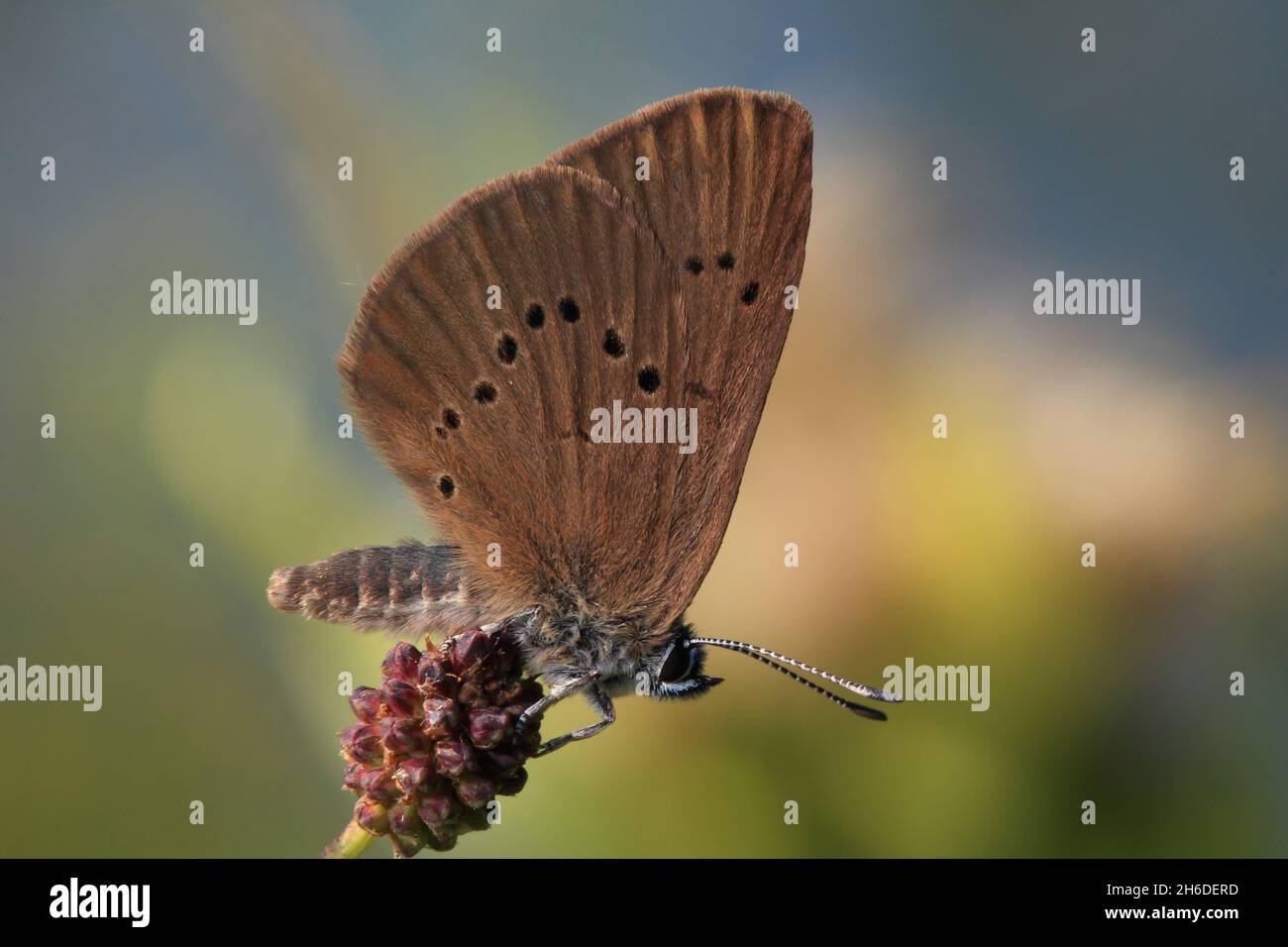 dusky large blue (Phengaris nausithous, Maculinea nausithous ...