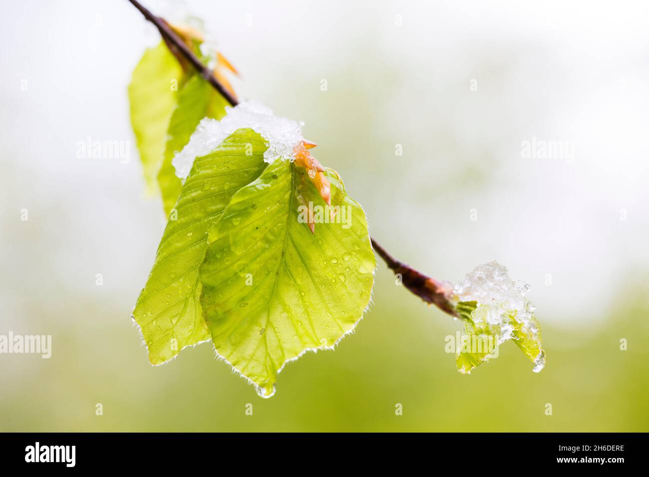 common beech (Fagus sylvatica), snow-covered twig with fresh snow at ...