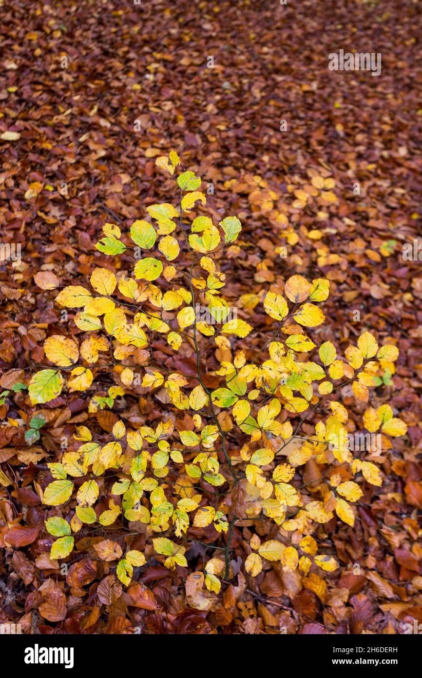 common beech (Fagus sylvatica), Young beech in autumn colours at forest ...