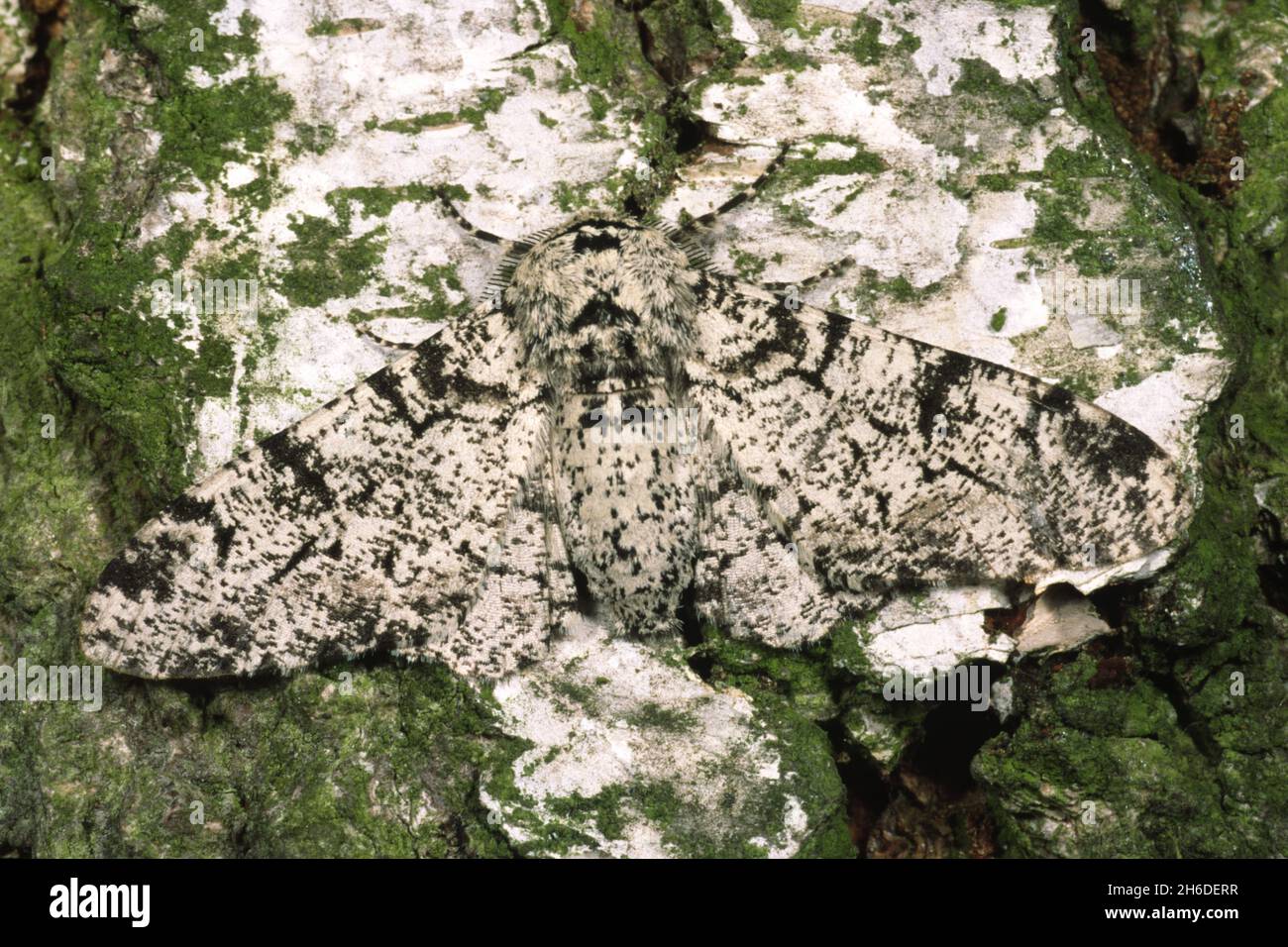 Peppered moth (Biston betularia, Biston betularius, Amphidasis ...