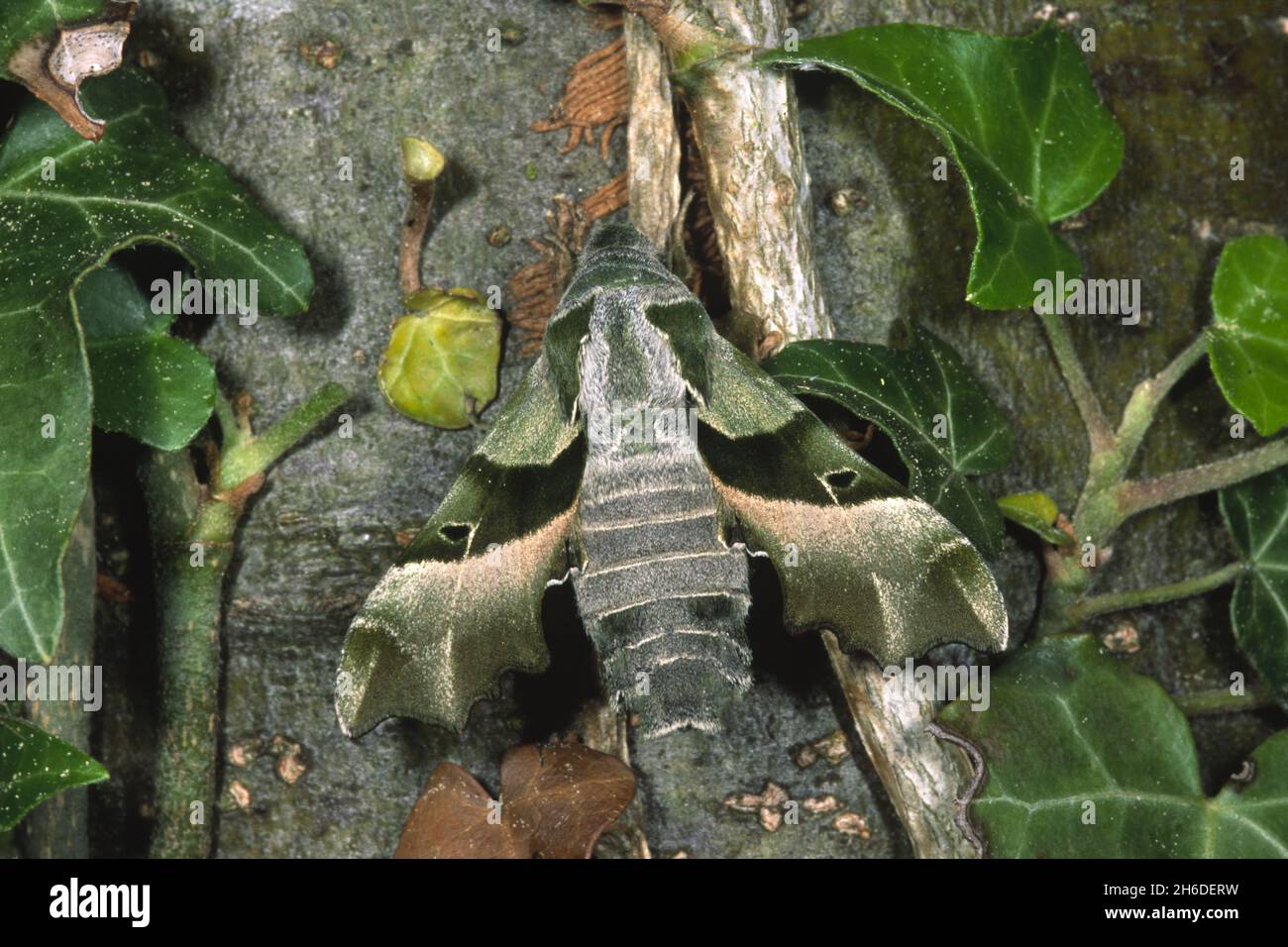 Tree trunk covered moth hi-res stock photography and images - Alamy