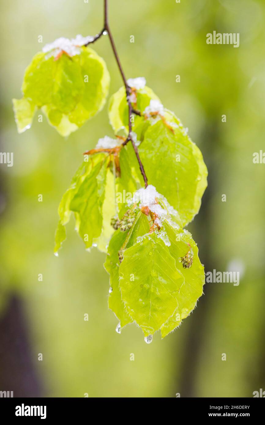 common beech (Fagus sylvatica), snow-covered twig with fresh snow at ...