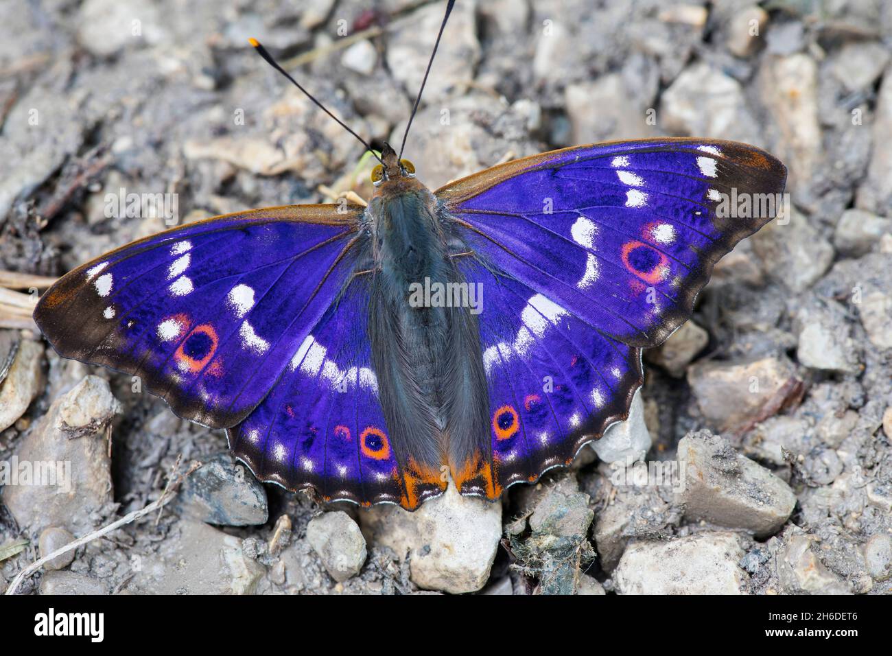 Lesser Purple Emperor (Apatura ilia, Apatura barcina), sits on the ...