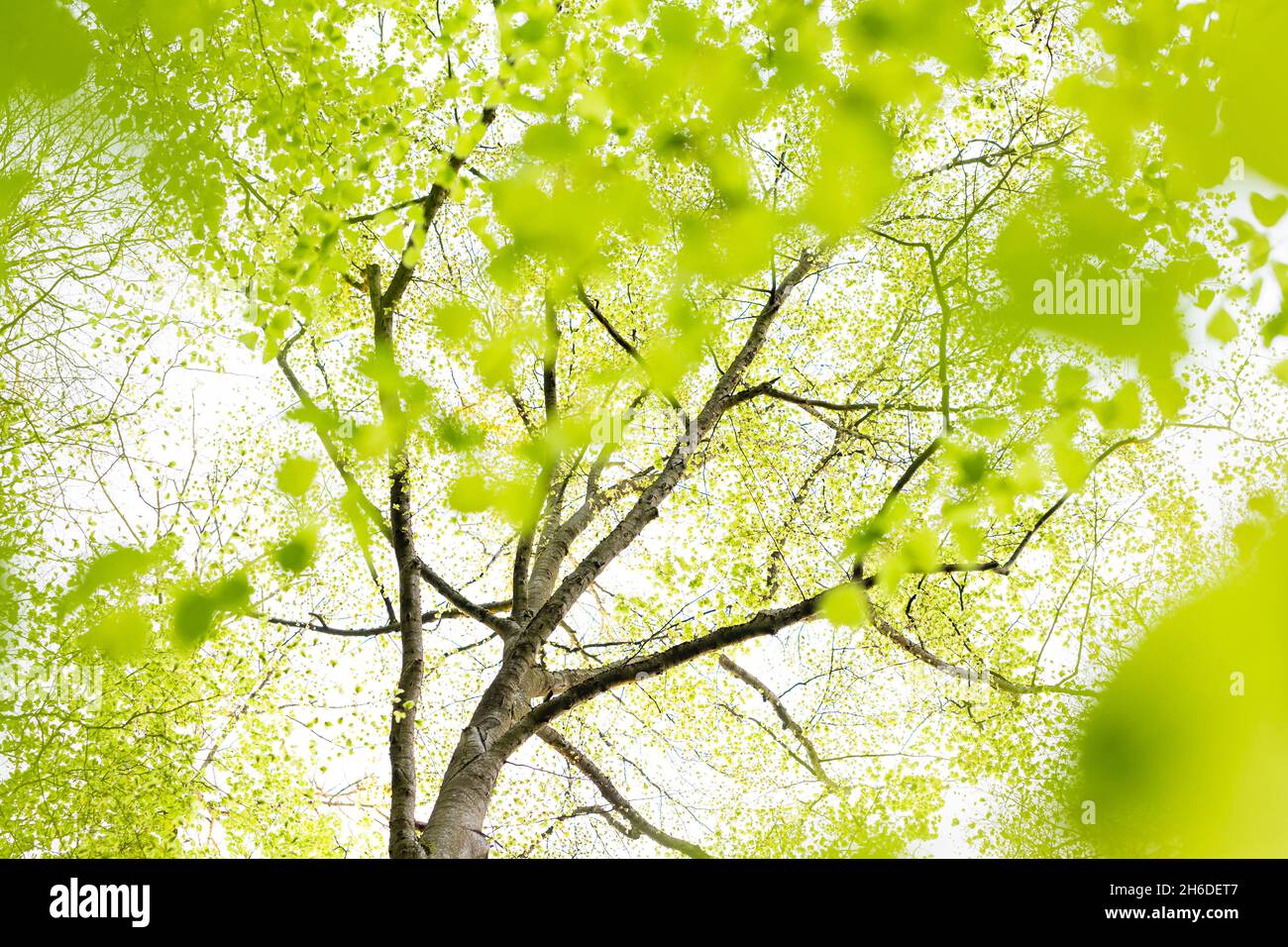 common beech (Fagus sylvatica), beech with young leaves in spring, Tree ...