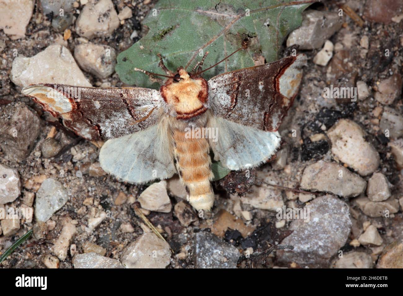 Buff-tip moth, Buff tip caterpillar (Phalera bucephala), sits on the ...