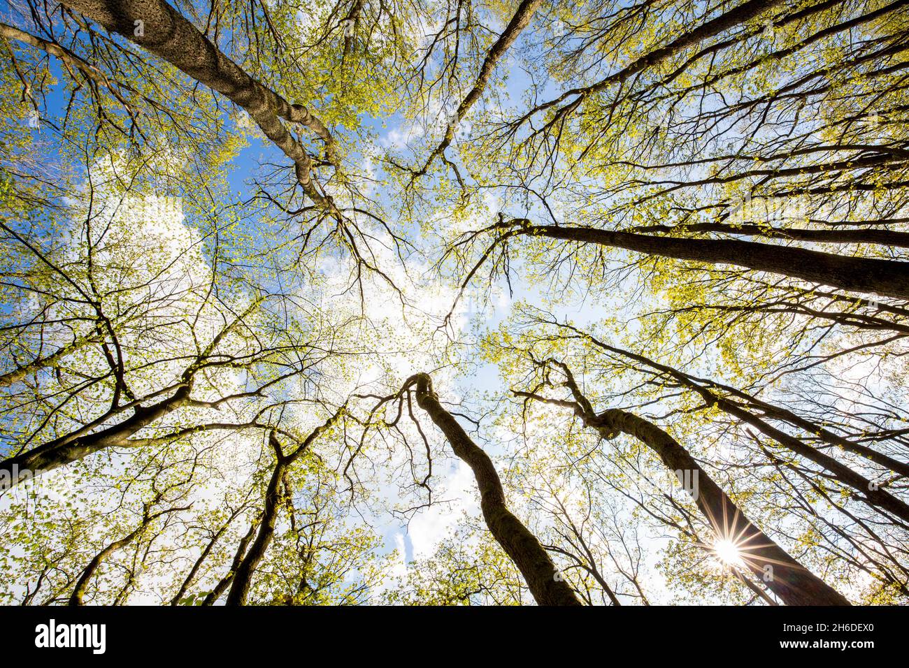 common beech (Fagus sylvatica), young beeches with fresh leaves in a ...