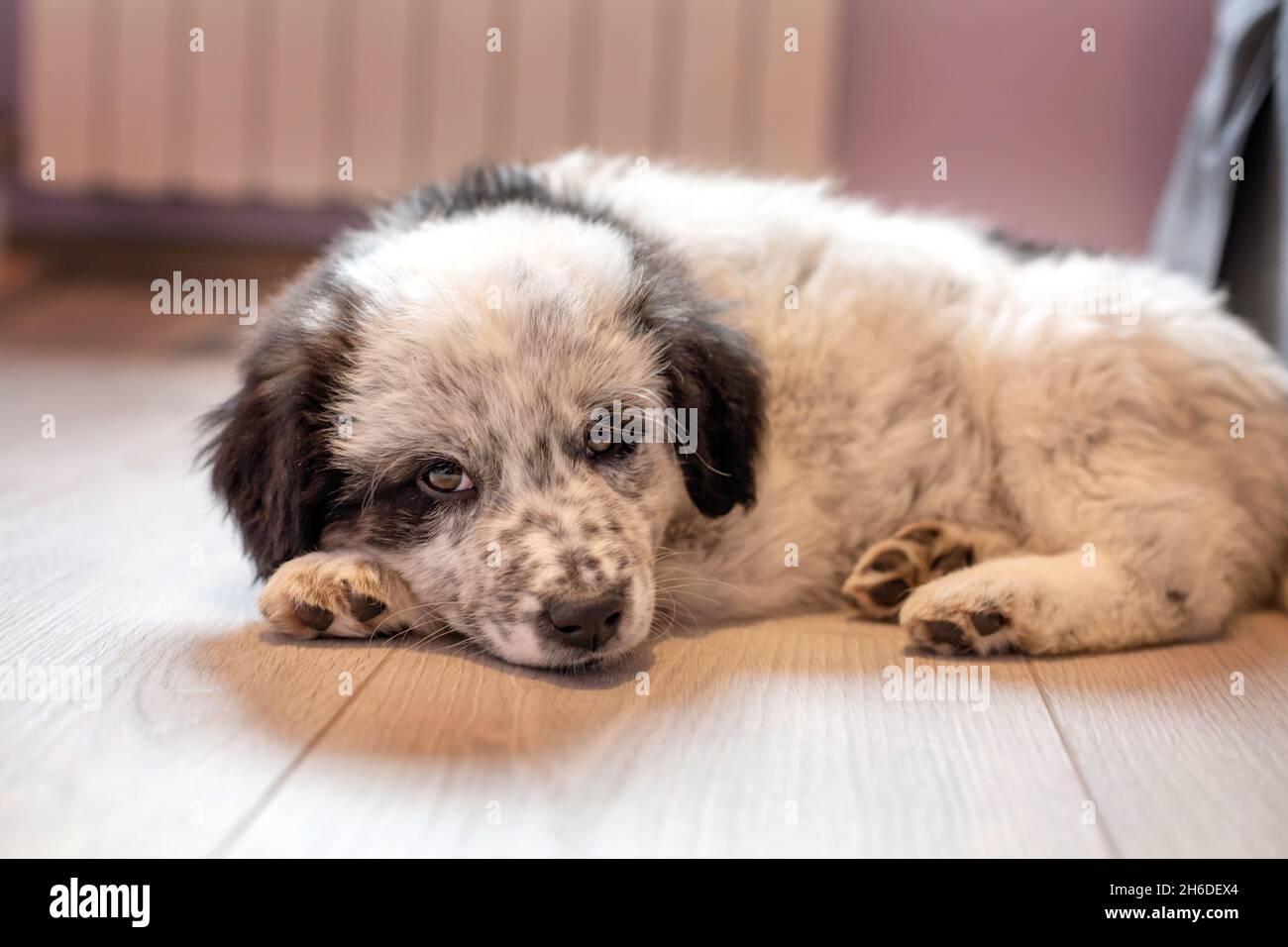 Bulgarian sheepdog hi-res stock photography and images - Alamy