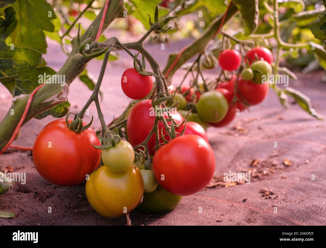 Moneymaker tomatoes ripening Stock Photo - Alamy