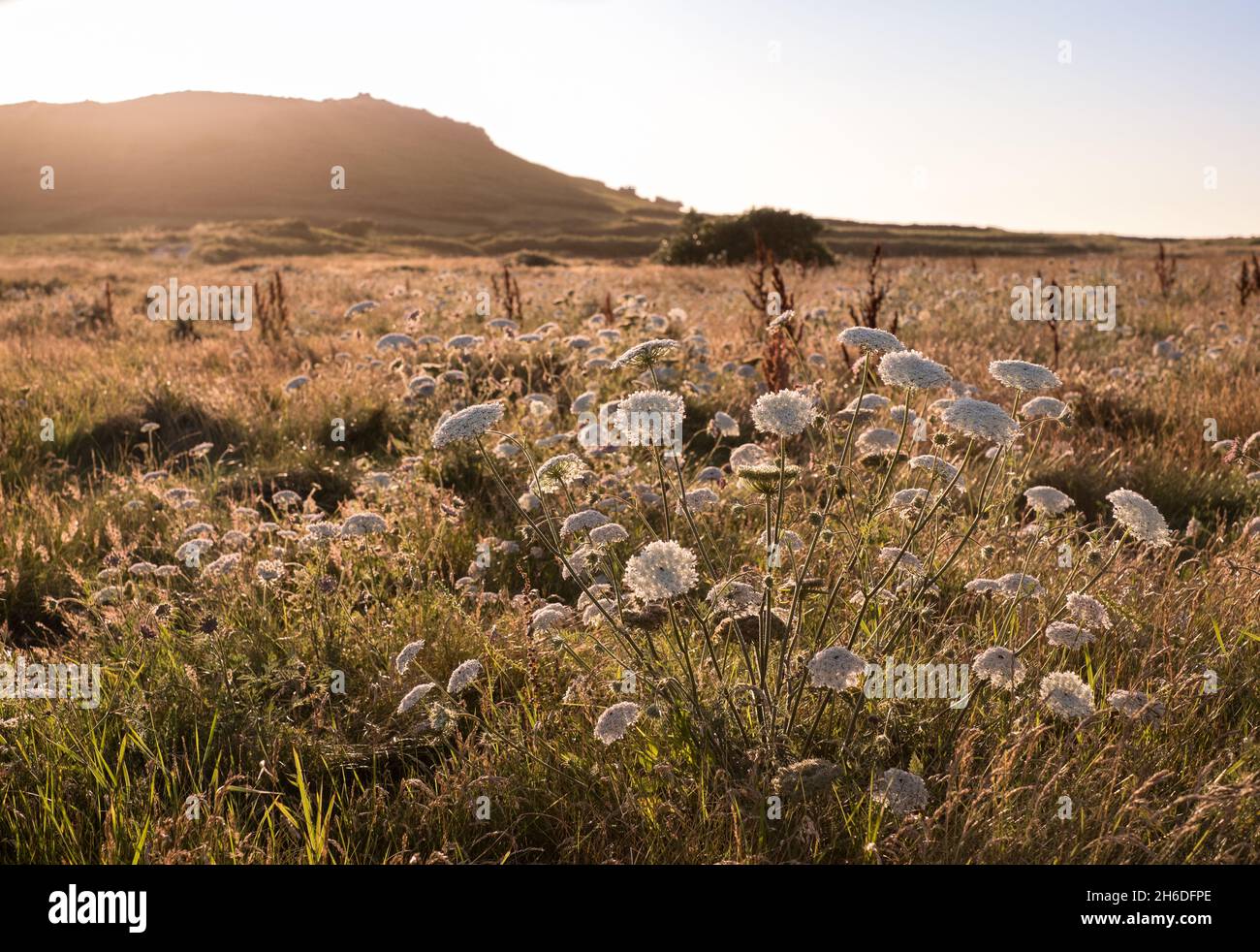 Wild carrot plants and Gweal Hill, Bryher, Isles of Scilly Stock Photo ...