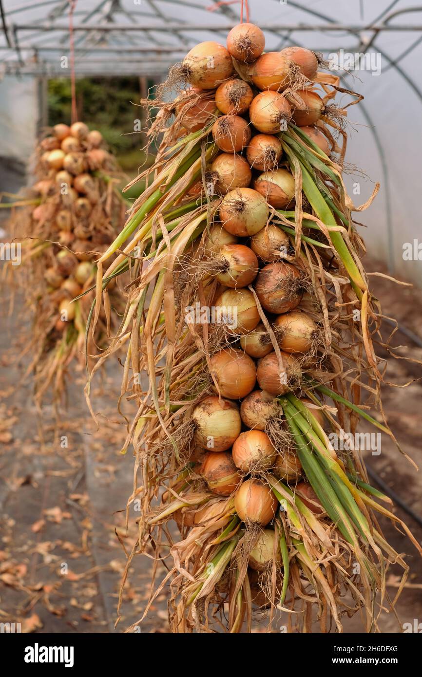Onion strings hi-res stock photography and images - Alamy