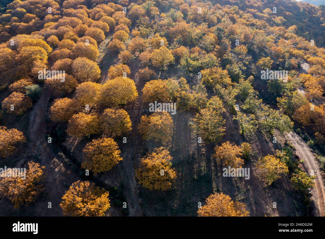 aerial view of the copper forest in the Genal Valley, Andalusia Stock ...
