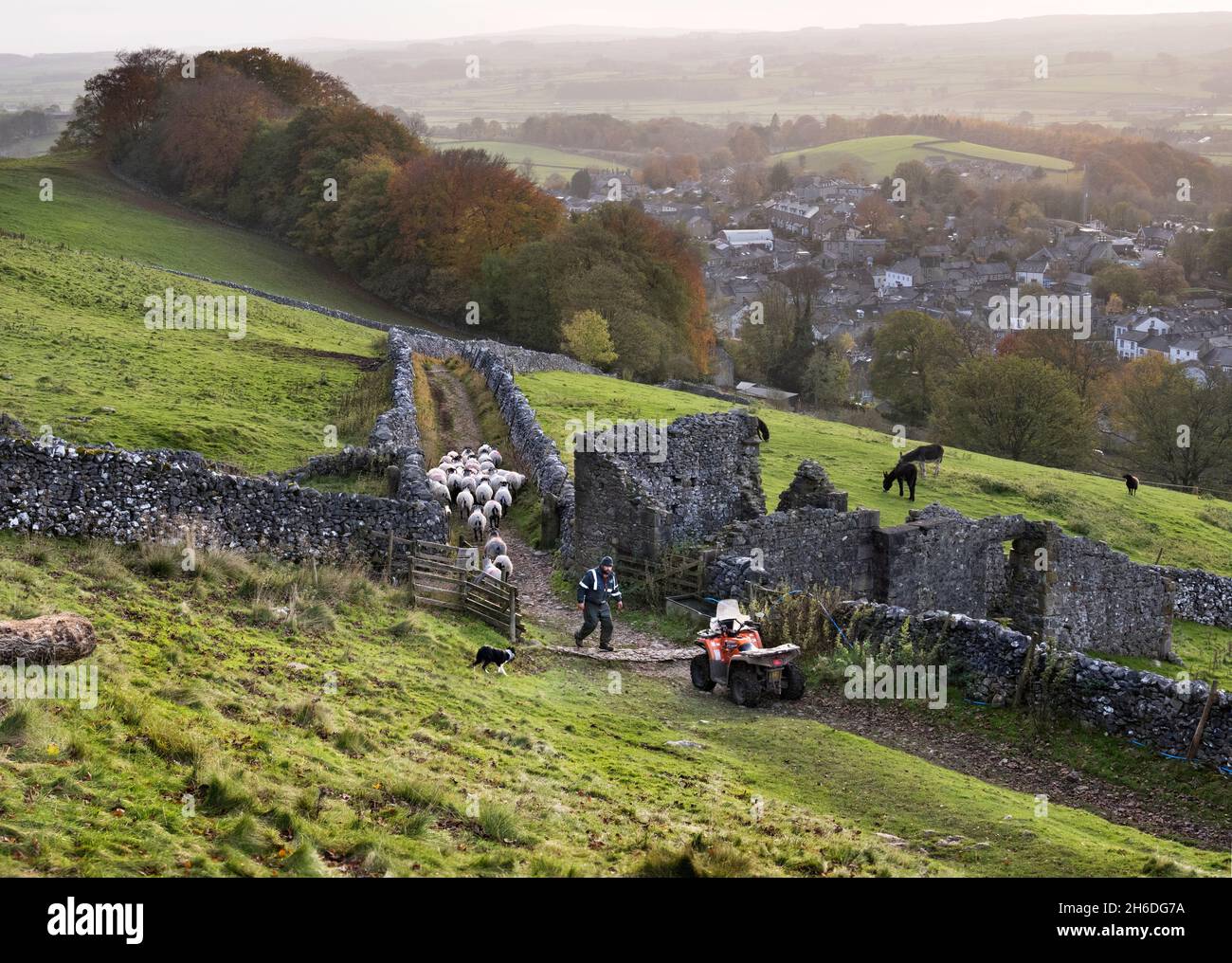 Sheep mating hi-res stock photography and images - Alamy