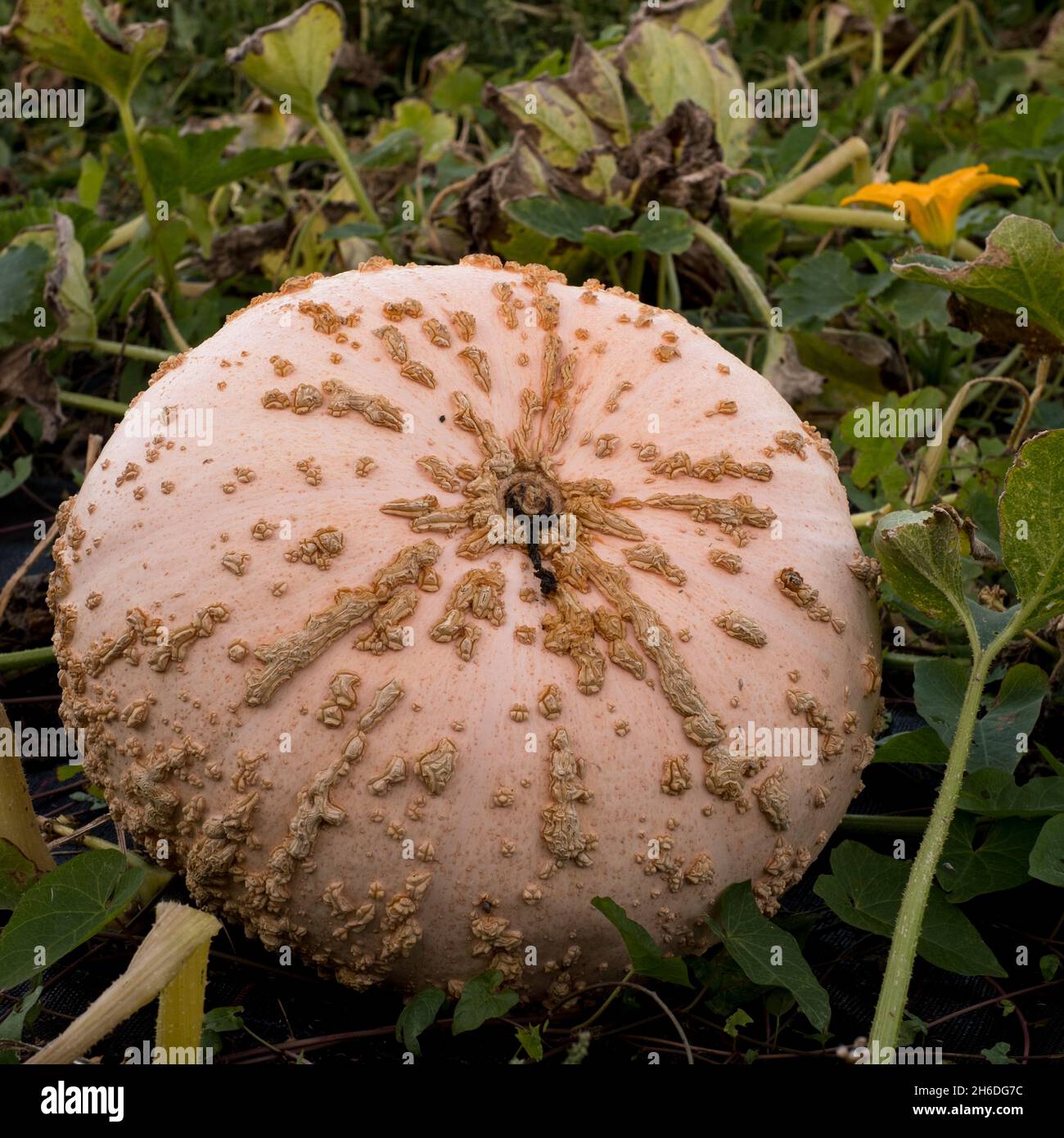 Warty squash hi-res stock photography and images - Alamy
