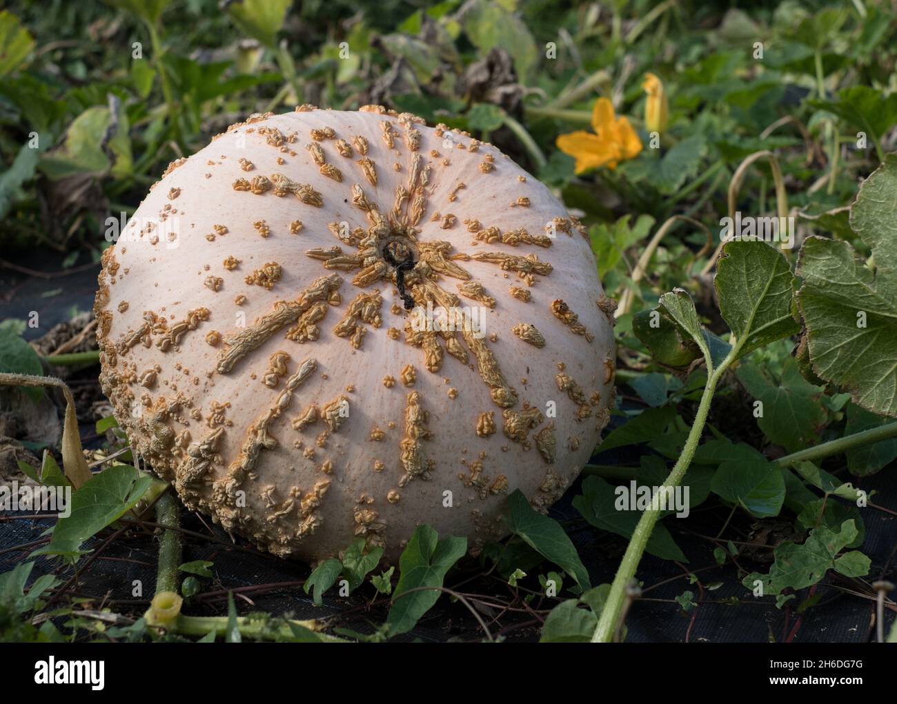 Warty Squash High Resolution Stock Photography and Images - Alamy