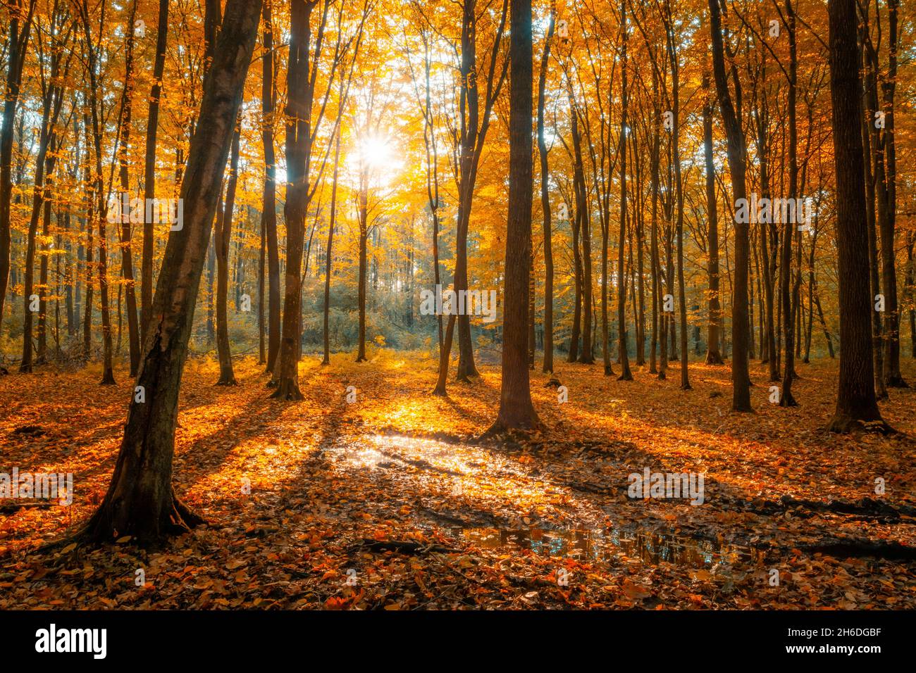 Gold polish autumn hi-res stock photography and images - Alamy