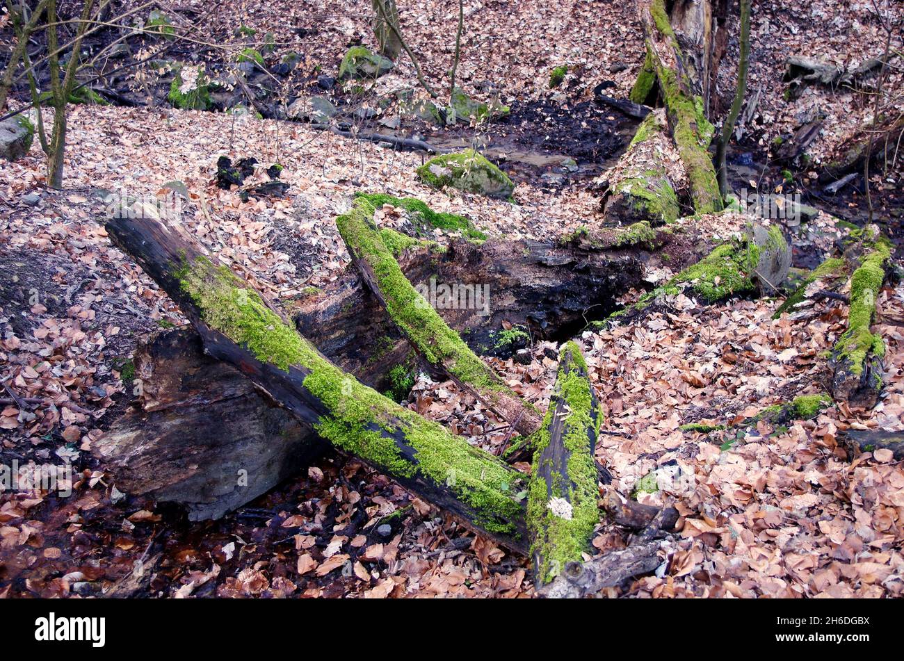 Green moss growing on an old trunk with leaves around, Fall season ...