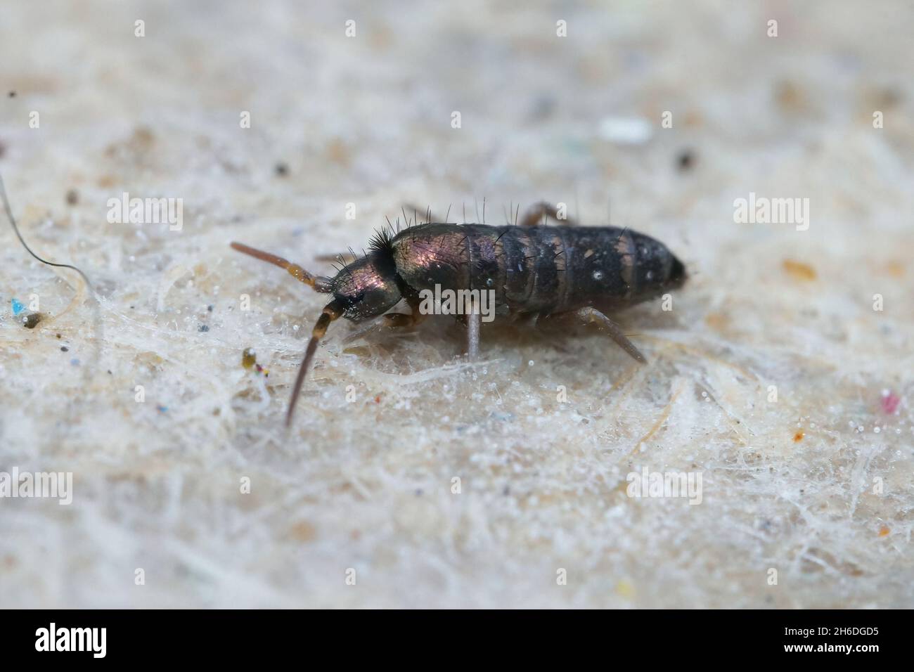 Closeup on a small iridescent colored springtail species , Tomocerus ...