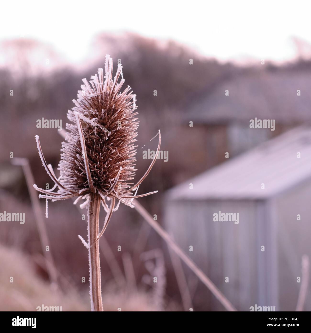 Frosted plant hi-res stock photography and images - Alamy