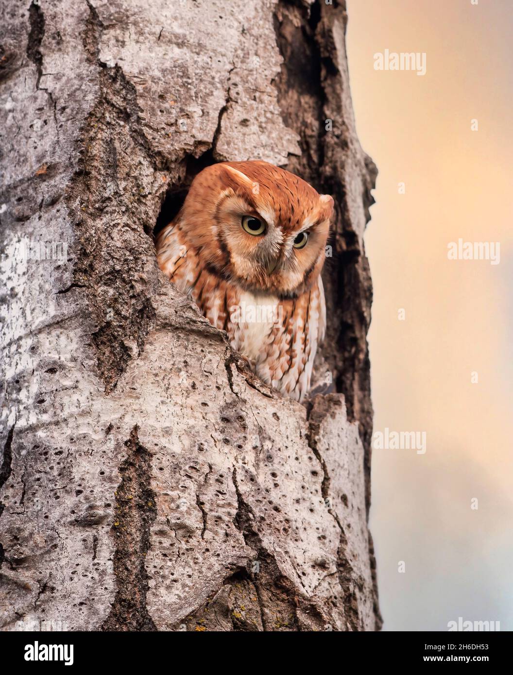 Eastern Red morph screech owl hunts from his nest in tree in autumn ...