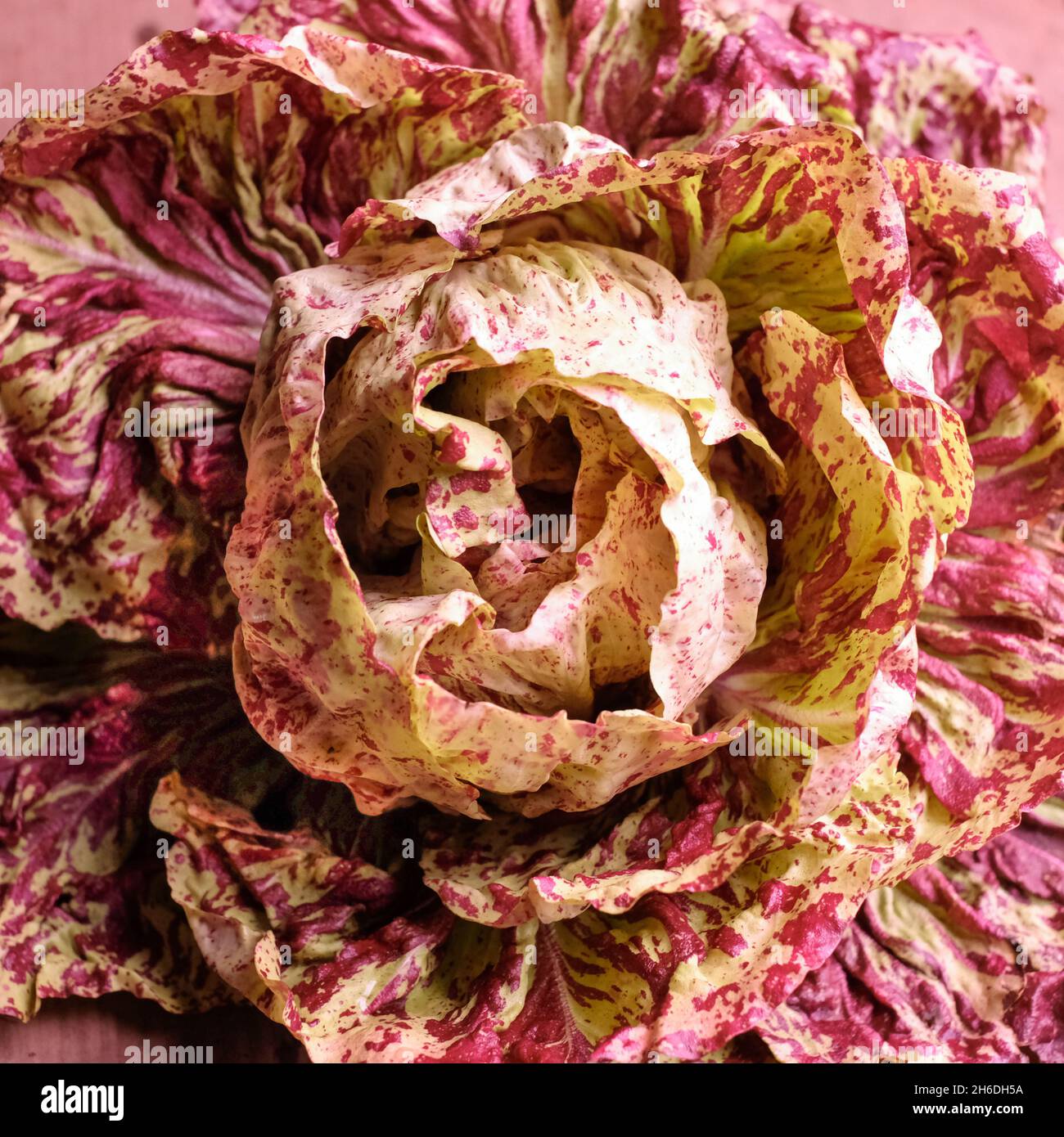 Castelfranco radicchio hi-res stock photography and images - Alamy
