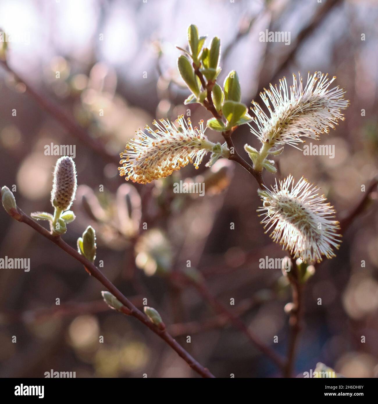 Goat willow (Salix caprea Stock Photo - Alamy