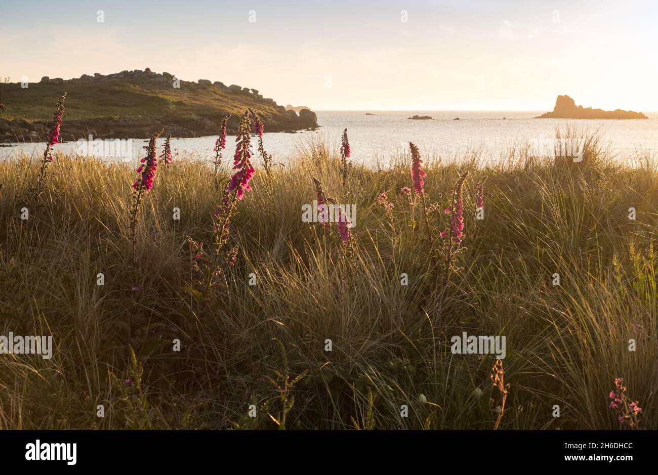 Foxgloves on the beach at Bryher, Isles of Scilly Stock Photo - Alamy