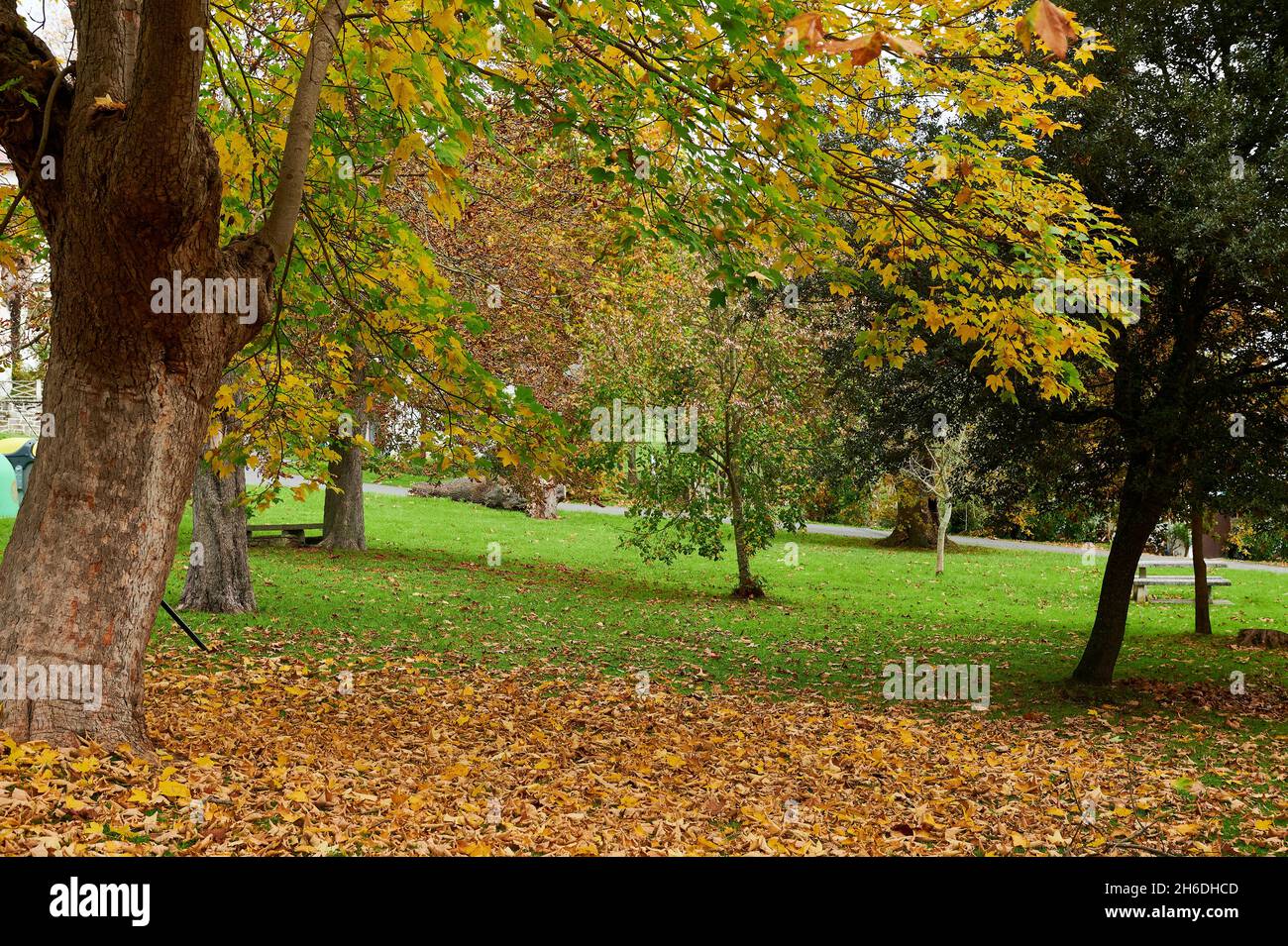 Lady park wood hi-res stock photography and images - Alamy
