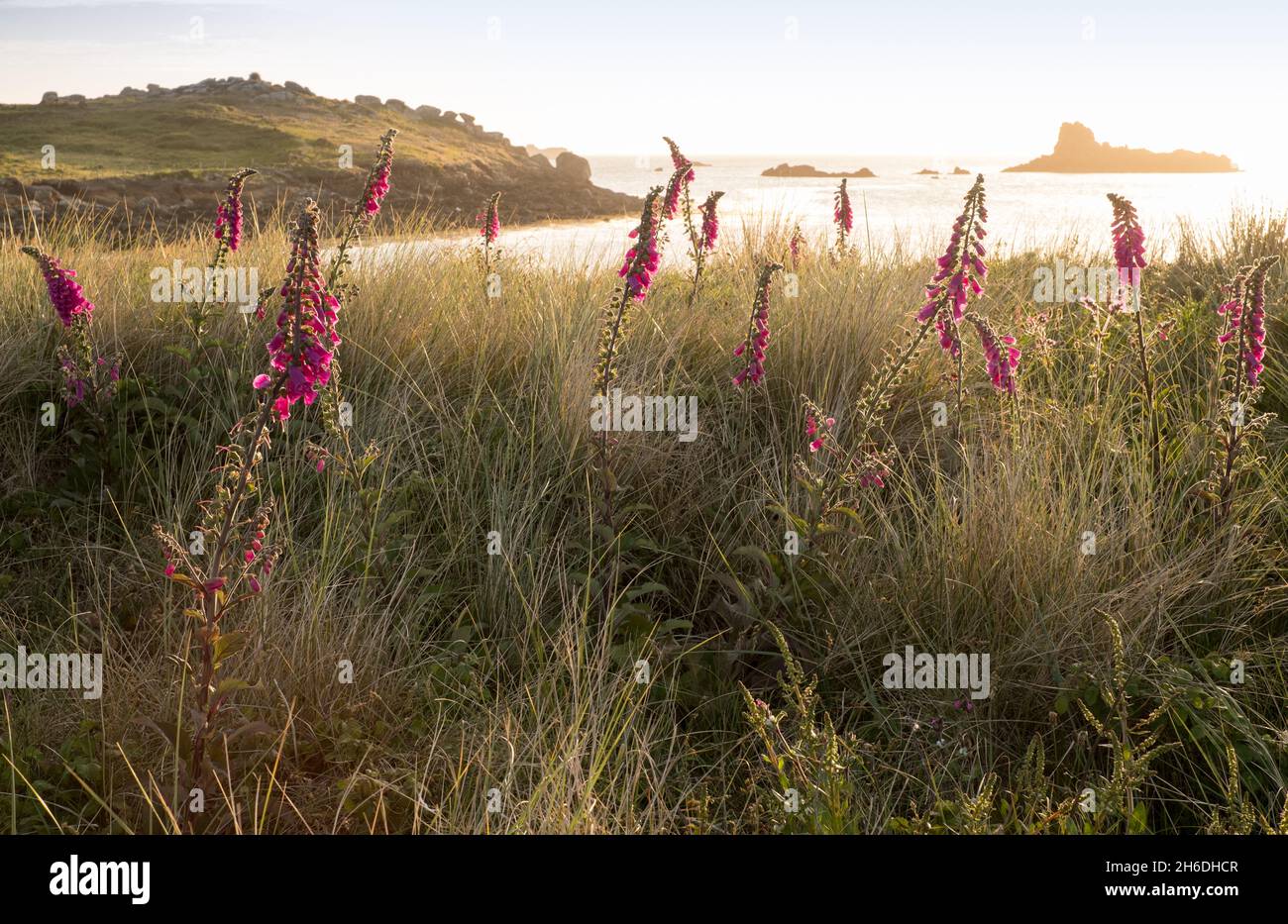 Foxgloves on the beach at Bryher, Isles of Scilly Stock Photo - Alamy