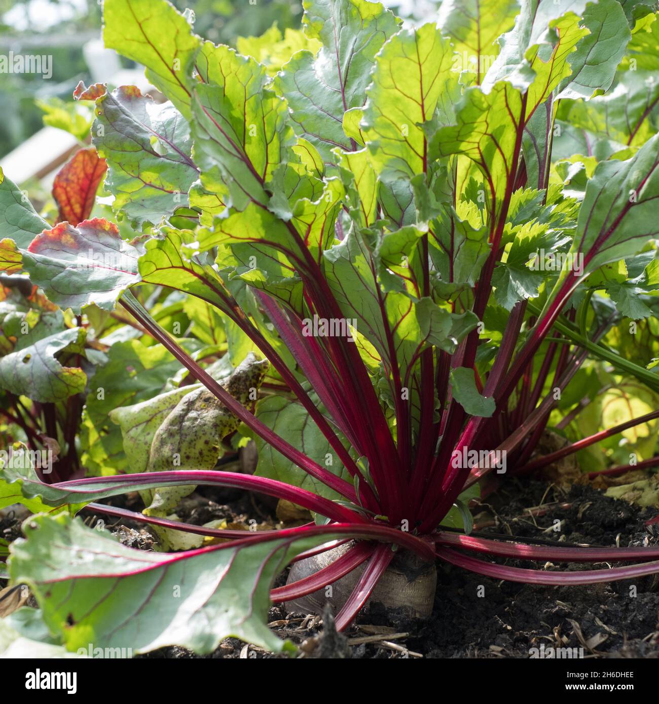 Beetroot growing garden hi-res stock photography and images - Alamy