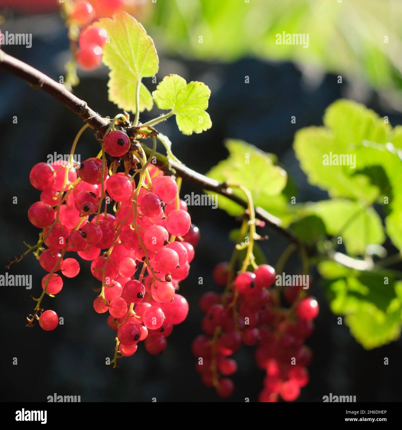 Growing currant berries hi-res stock photography and images - Alamy