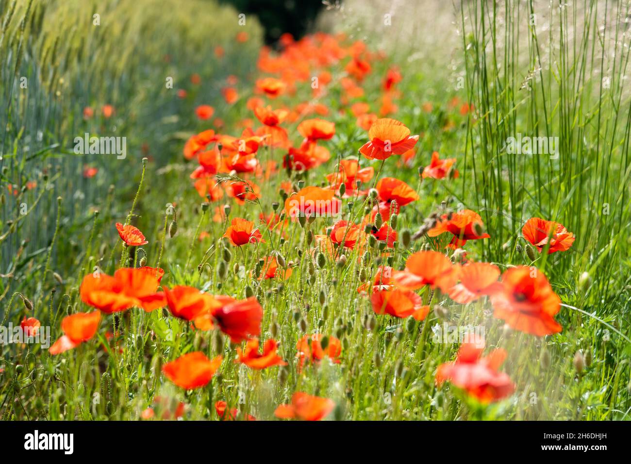 Red poppy flower field. Beautiful natural landscape Stock Photo - Alamy