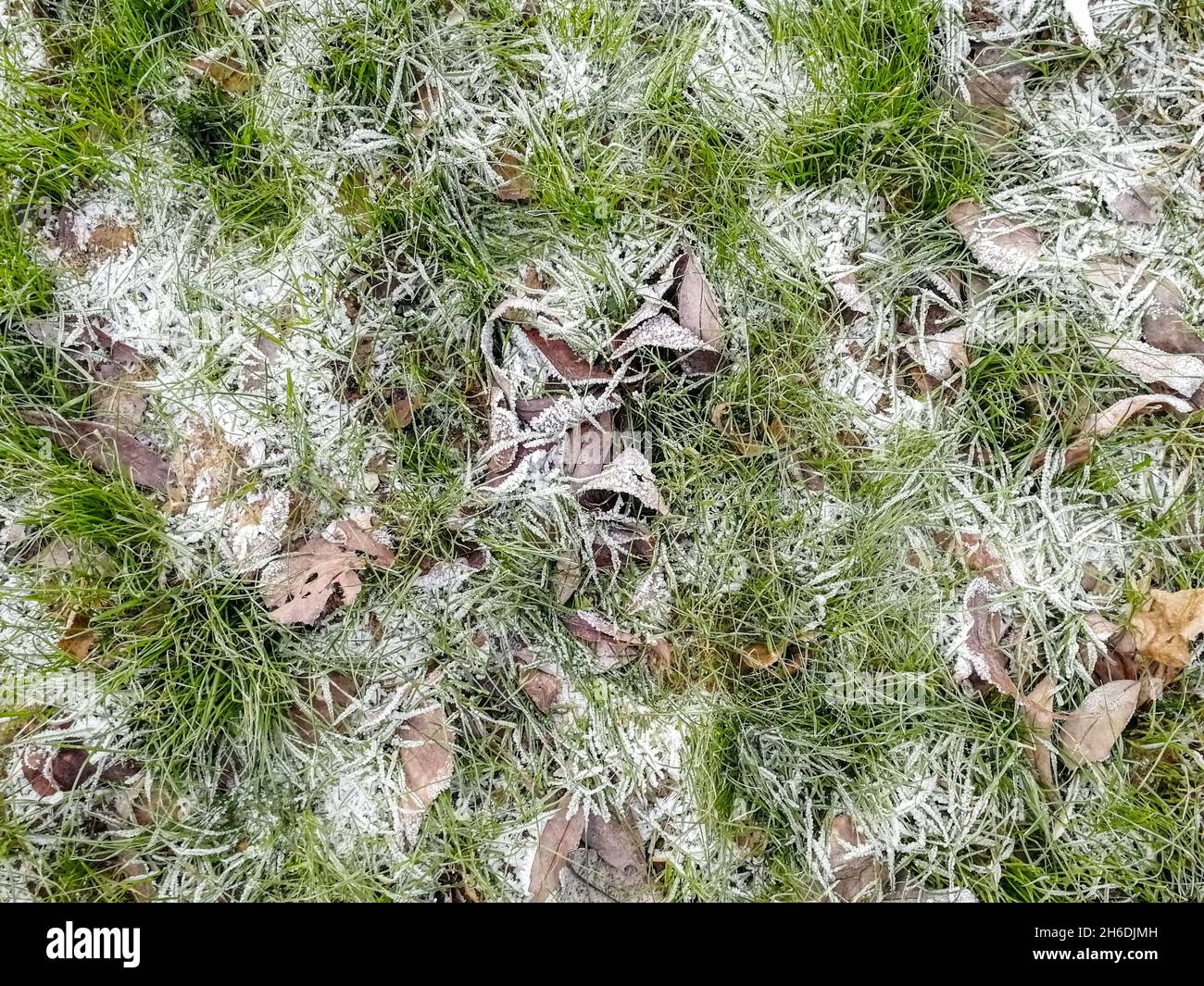 Texture of grass covered with frost close-up Stock Photo - Alamy