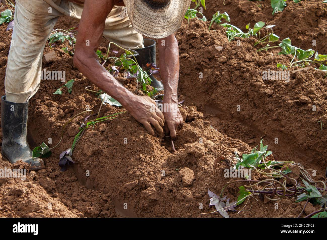hands of a 92-year-old man dedicated to working in the fields Stock ...