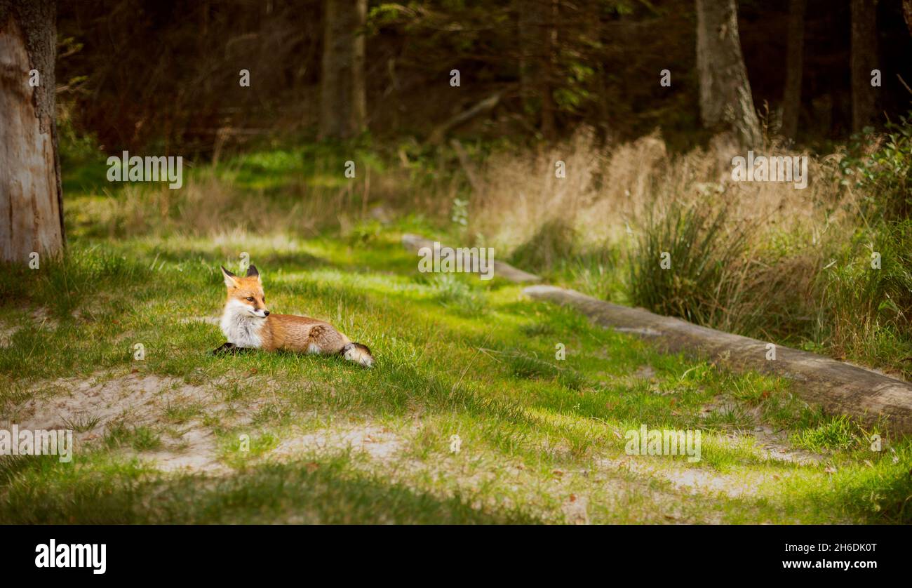 Young wild red fox resting in the forest Stock Photo - Alamy