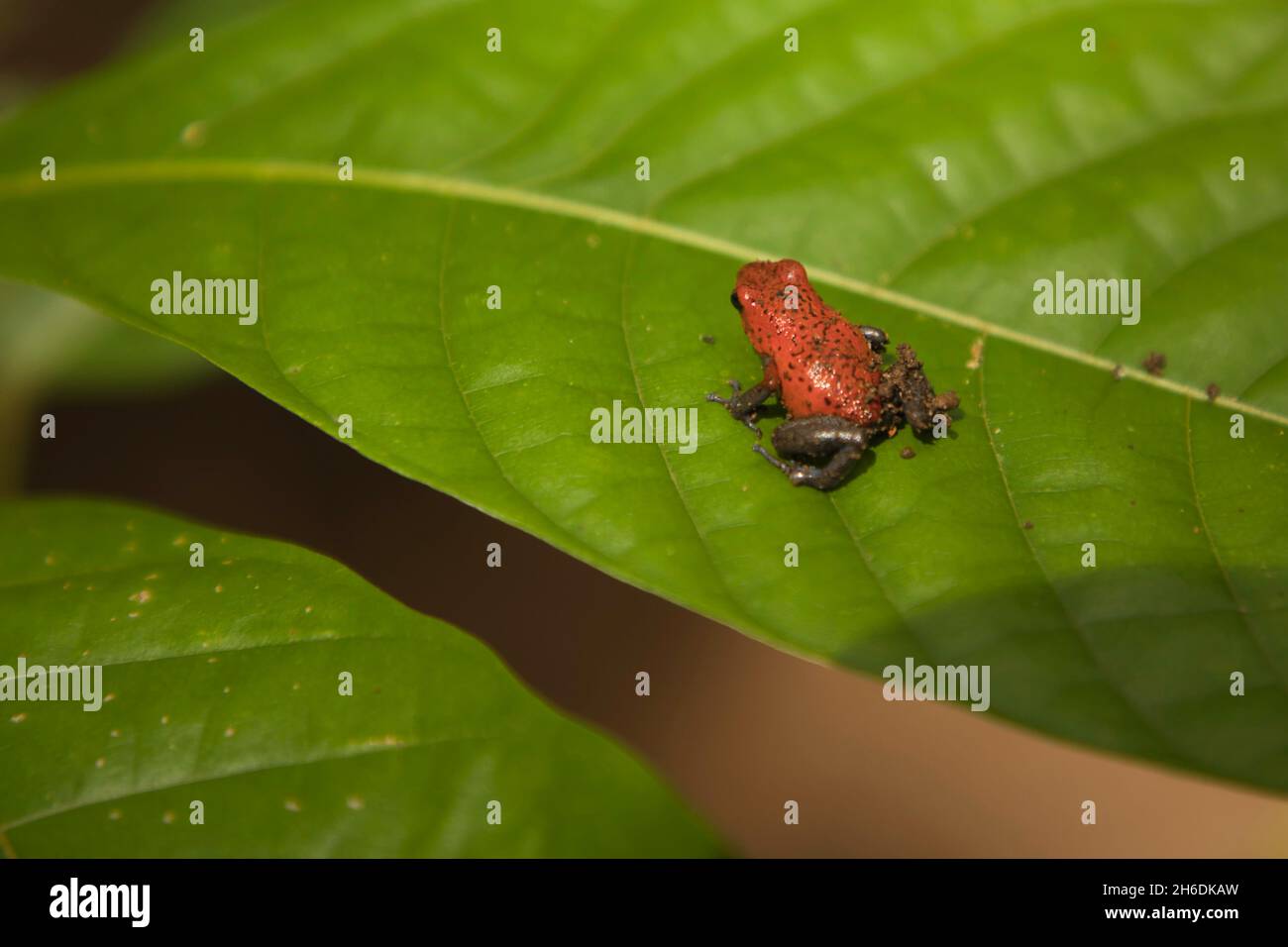 Frosch regenwald hi-res stock photography and images - Alamy