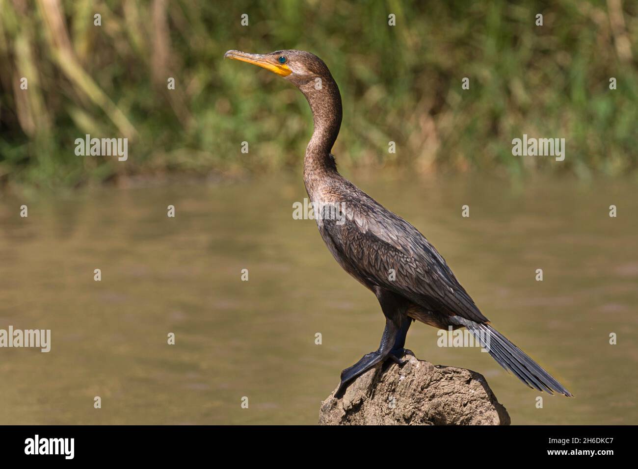 Kormoran fischfang hi-res stock photography and images - Alamy