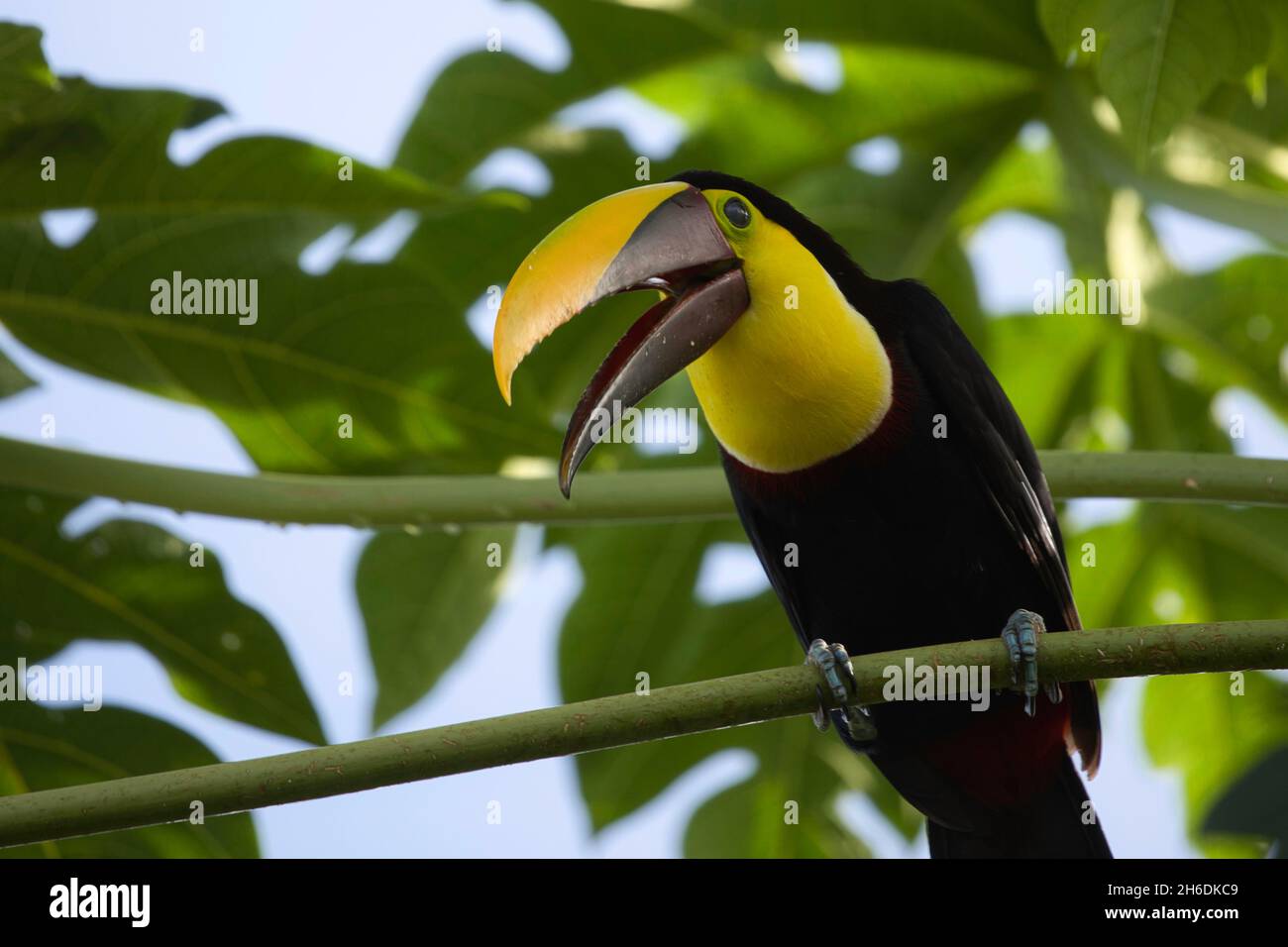 Tukan regenwald hi-res stock photography and images - Alamy