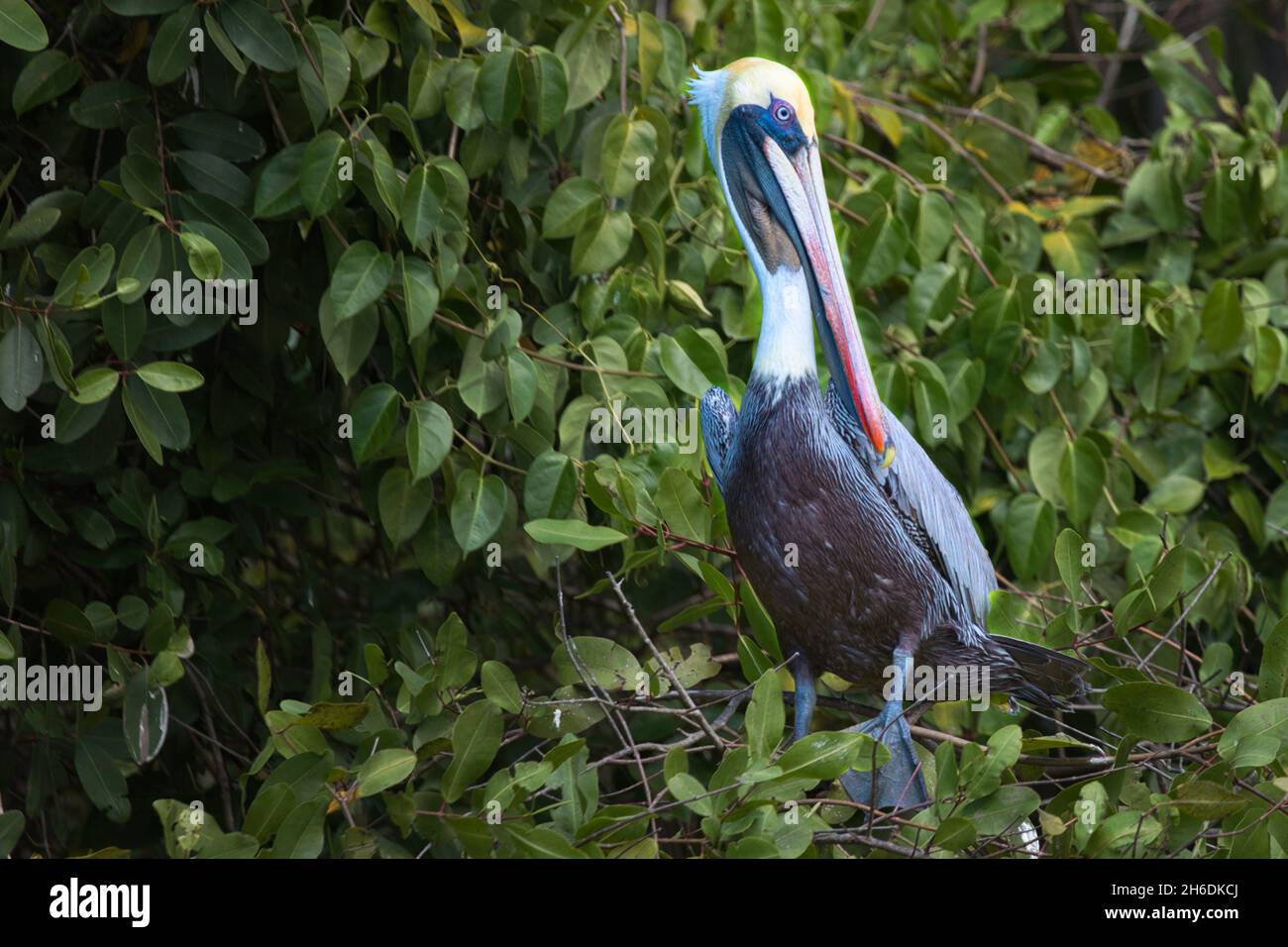 Pelikan costa rica hi-res stock photography and images - Alamy