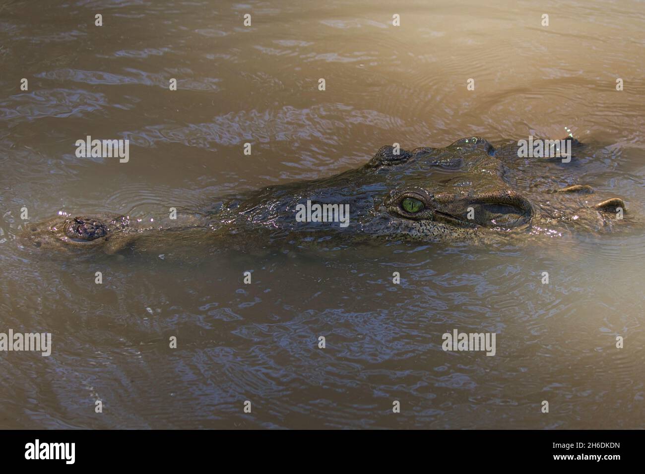 Krokodilstranen hi-res stock photography and images - Alamy