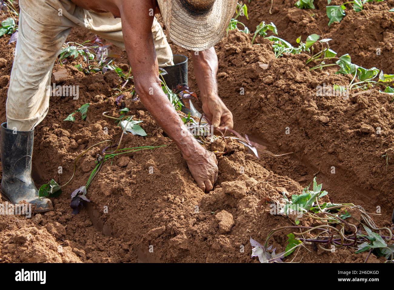 hands of a 92-year-old man dedicated to working in the fields Stock ...