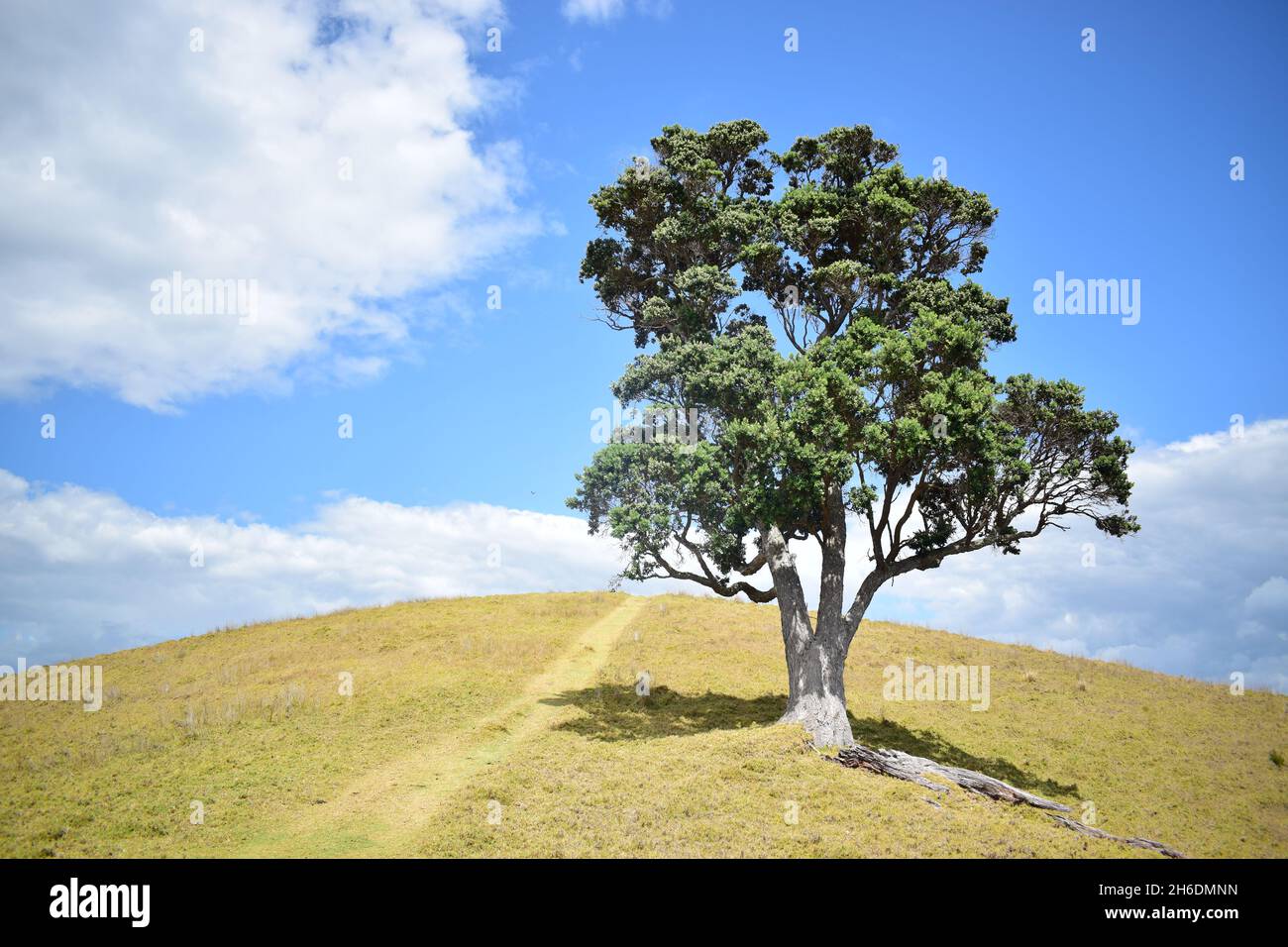 Lone tree on a hill hi-res stock photography and images - Alamy