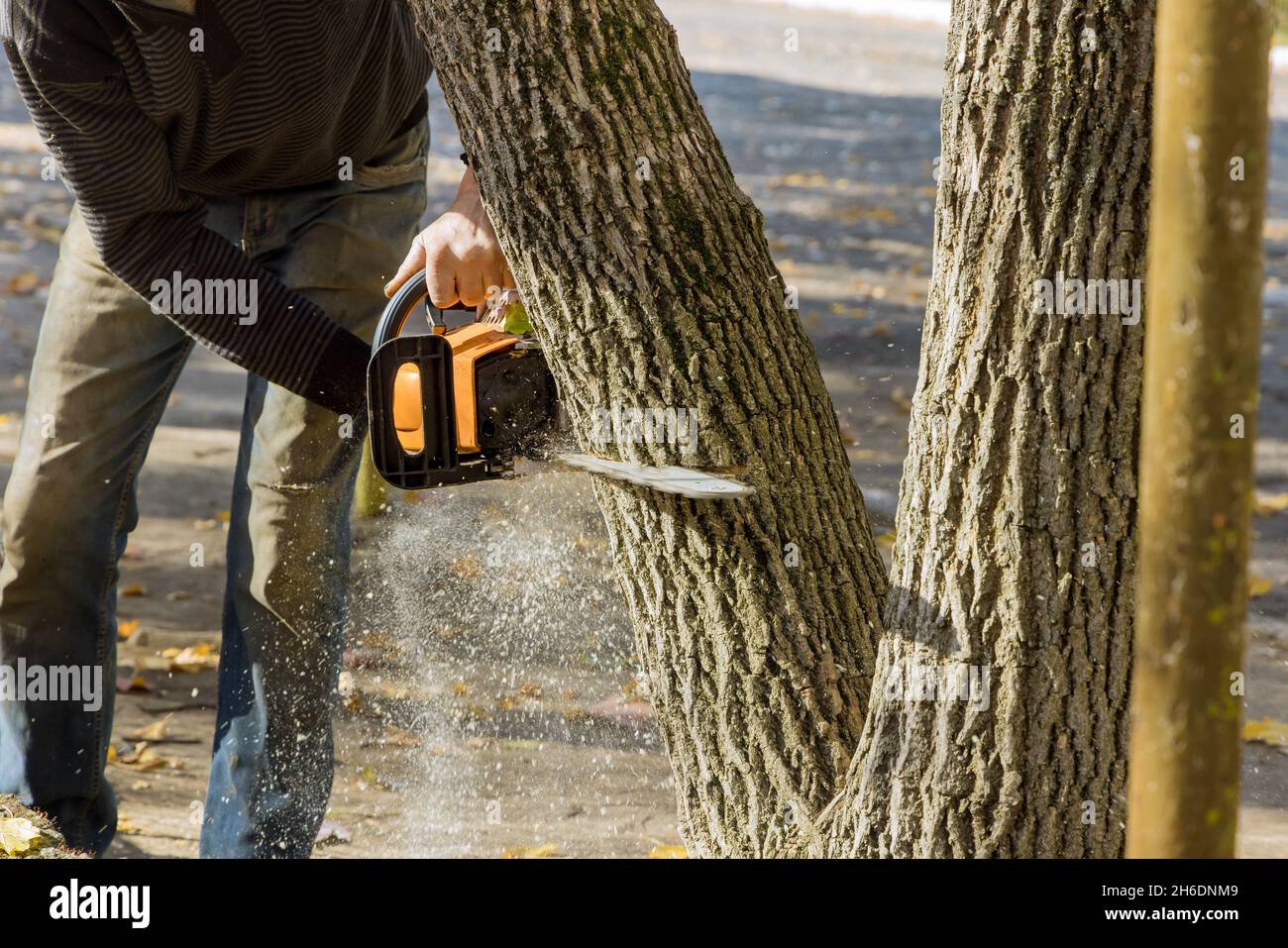 Utility worker cutting trees in park Stock Photo - Alamy