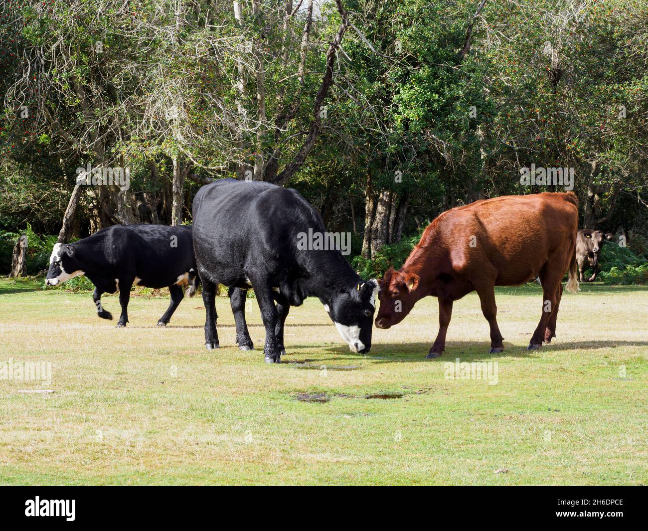 Free cows hi-res stock photography and images - Alamy