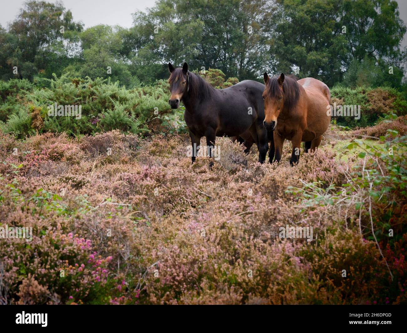 Horses new forest two hi-res stock photography and images - Alamy