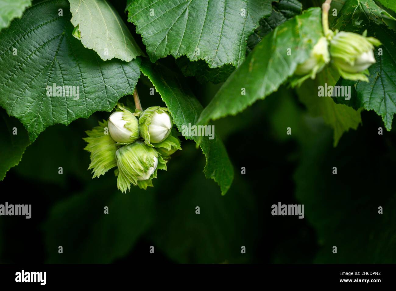 Green hazelnuts growing on tree. Hazelnuts hang in clusters on a branch ...