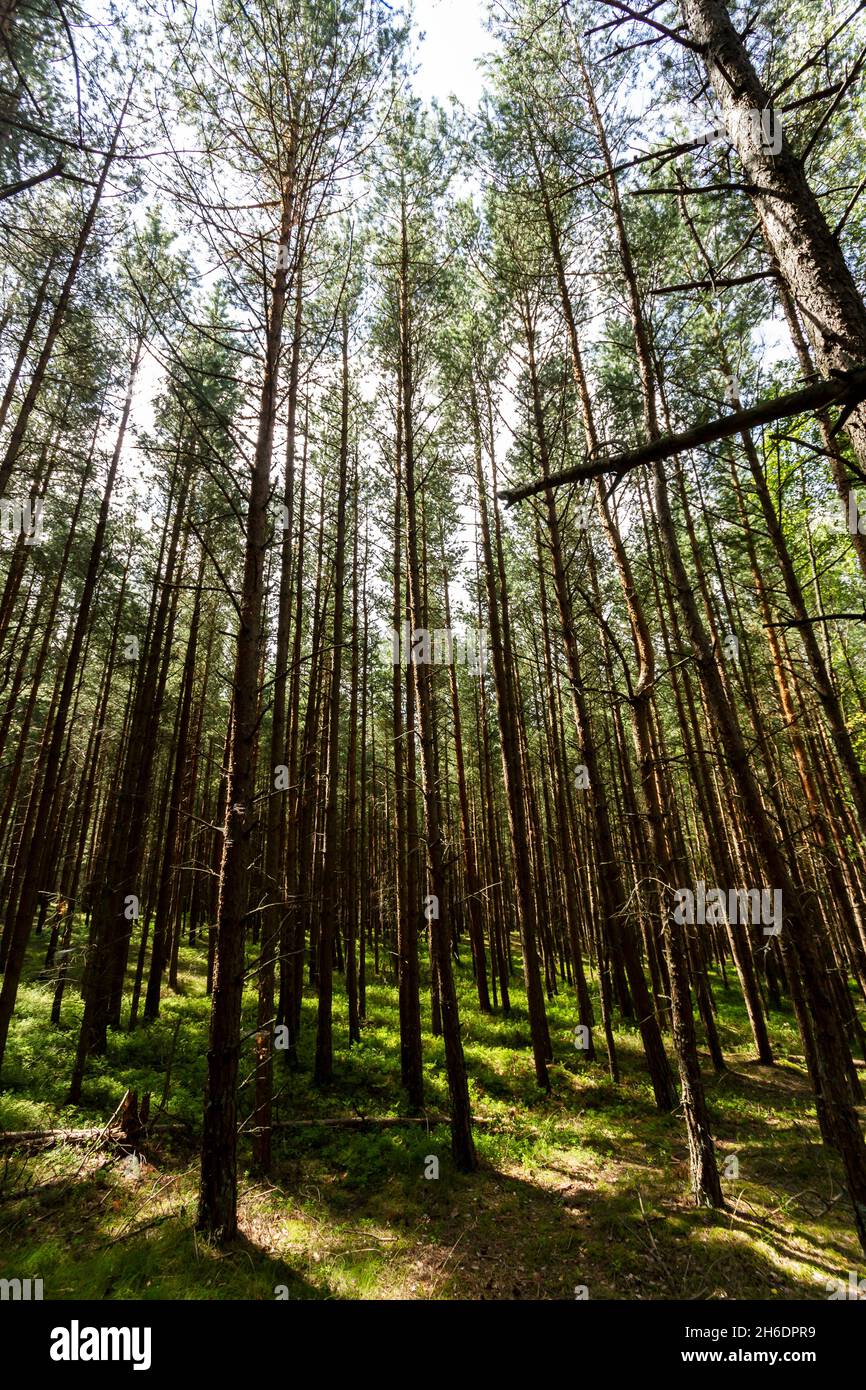Green pine forest in Lithuania on a sunny day Stock Photo - Alamy