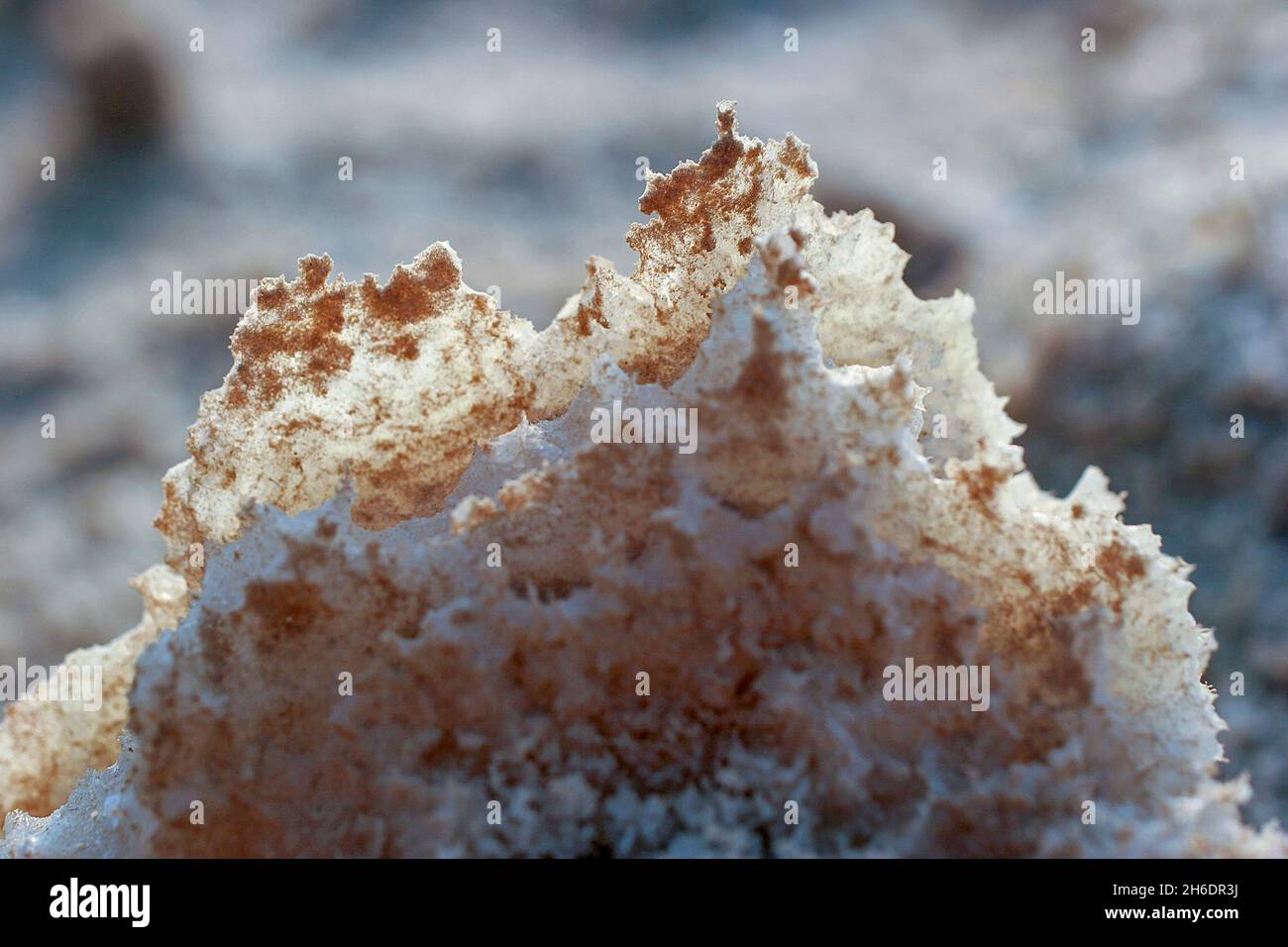 Salt formation on the shore of the Dead Sea, Israel Stock Photo - Alamy