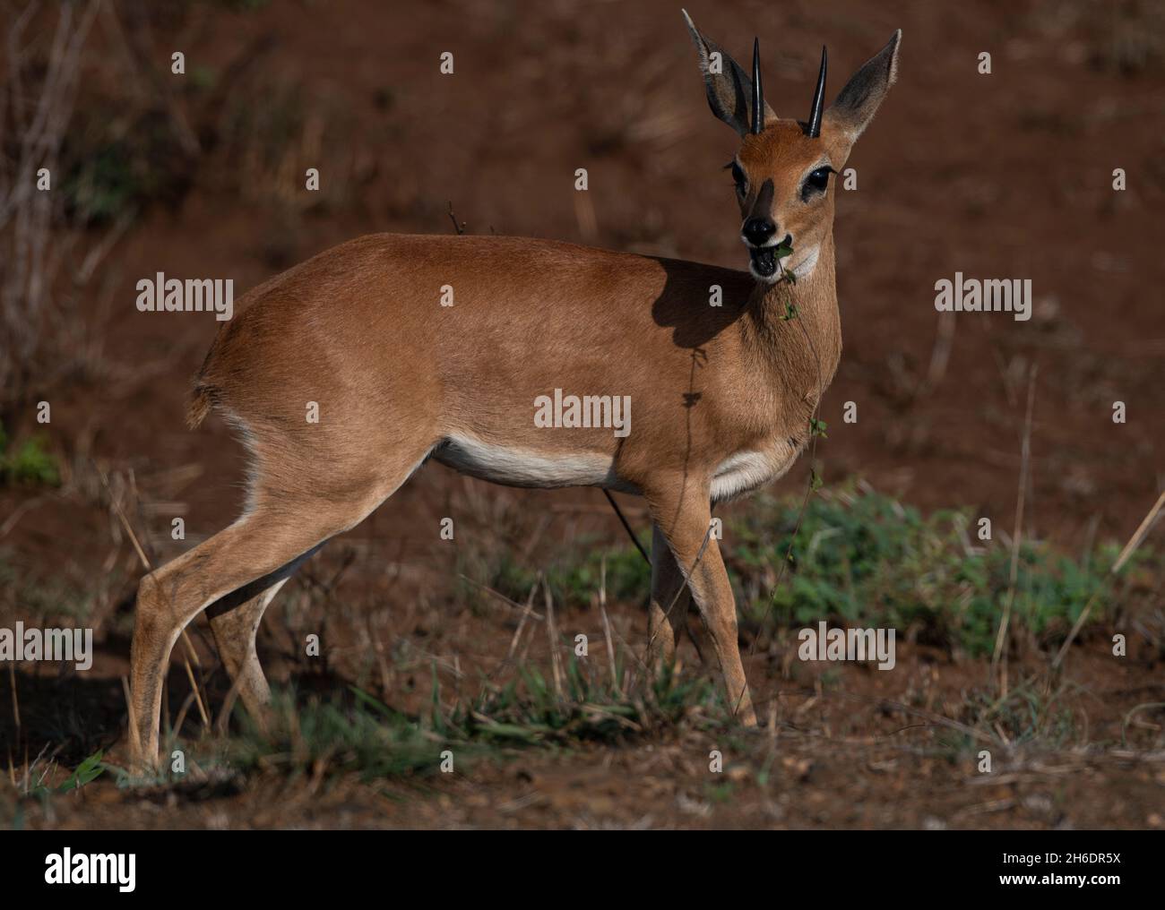 Ram eating hi-res stock photography and images - Alamy