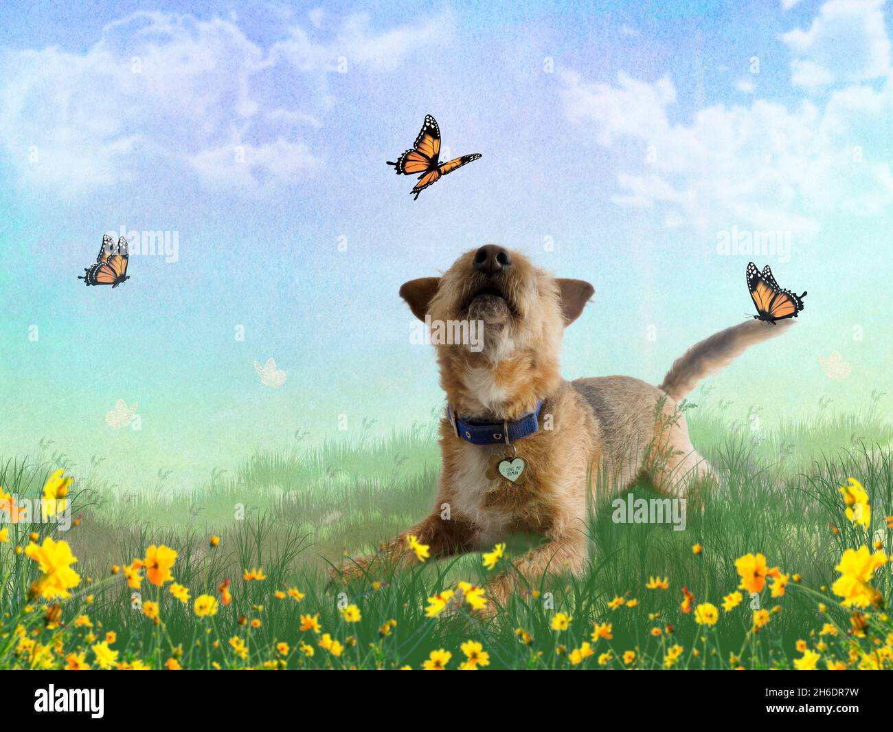 Fantasy dog hi-res stock photography and images - Alamy